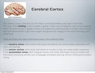 The structure and function of the brain | PDF