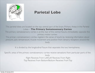 The structure and function of the brain | PDF