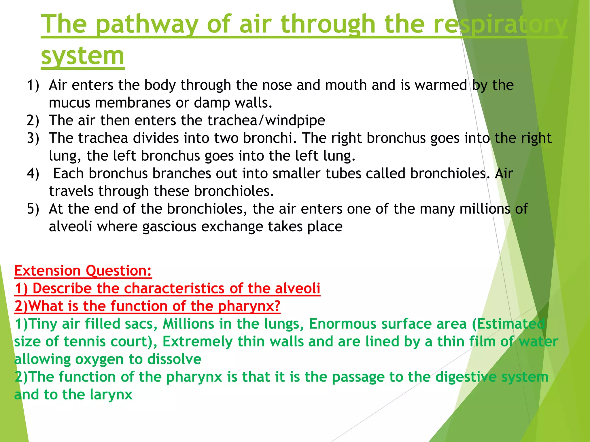 The Structure and Function of the Respiratory System PowerPoint (2).pdf ...