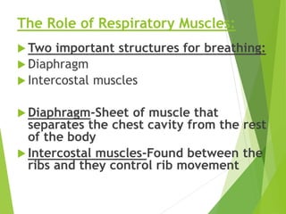 The Structure and Function of the Respiratory System PowerPoint (2).pdf