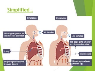 The Structure and Function of the Respiratory System PowerPoint (2).pdf