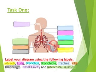 The Structure and Function of the Respiratory System PowerPoint (2).pdf