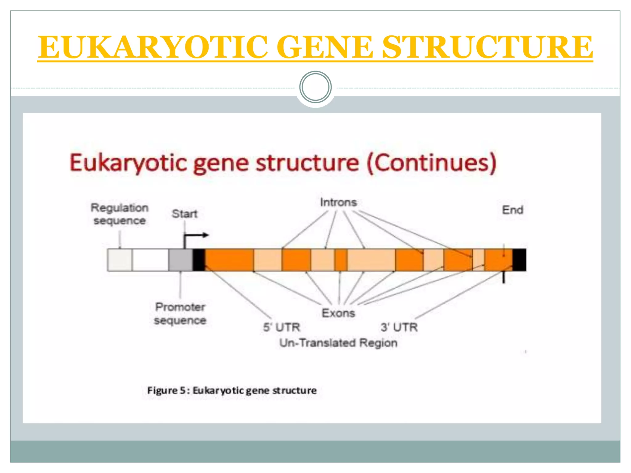 The structure & function of genes | PPTX
