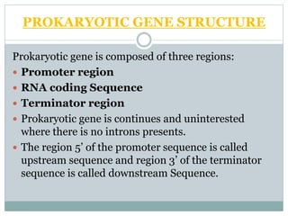 The structure & function of genes | PPTX