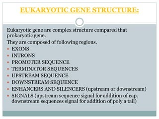 The structure & function of genes | PPTX