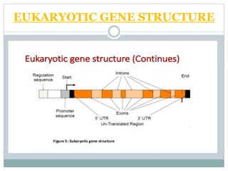 The structure & function of genes | PPTX