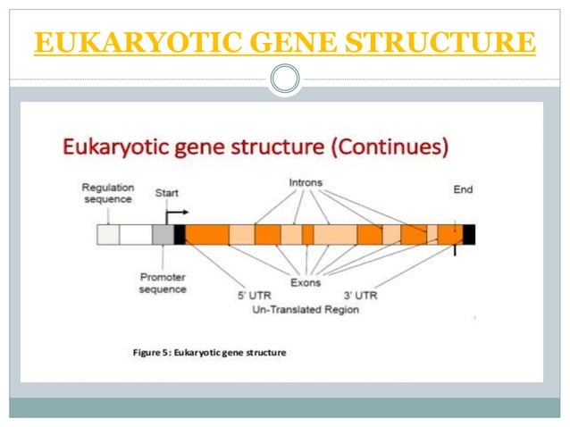The structure & function of genes | PPTX | Genetics | Science