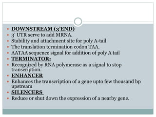 The structure & function of genes | PPTX