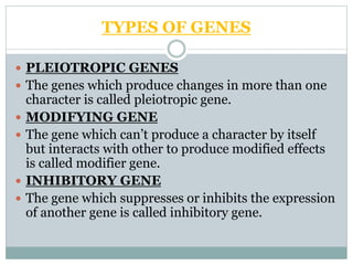 The structure & function of genes | PPTX