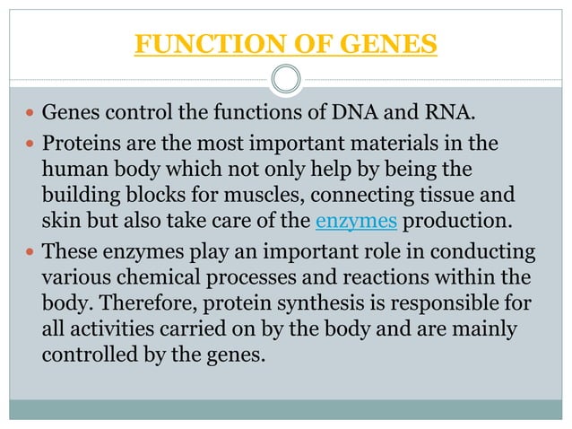 The structure & function of genes | PPTX | Genetics | Science