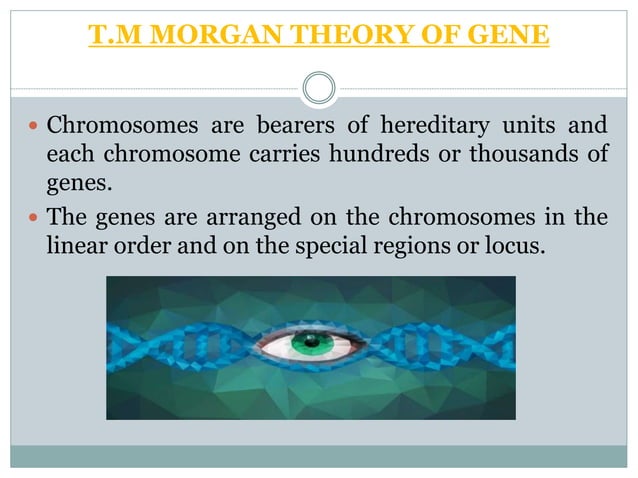 The structure & function of genes | PPTX | Genetics | Science