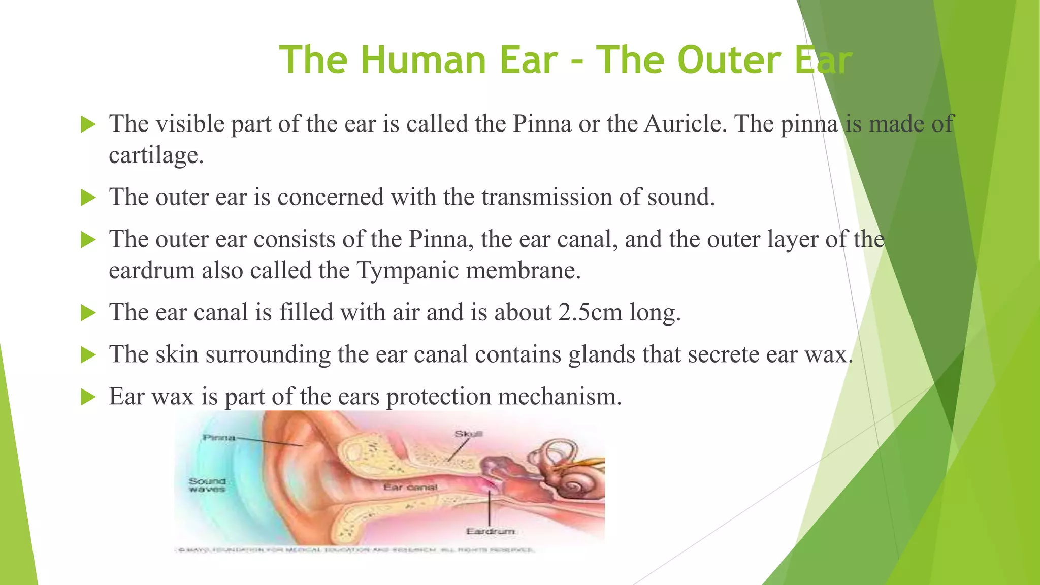 The Structure & Function of the Human Ear.pptx