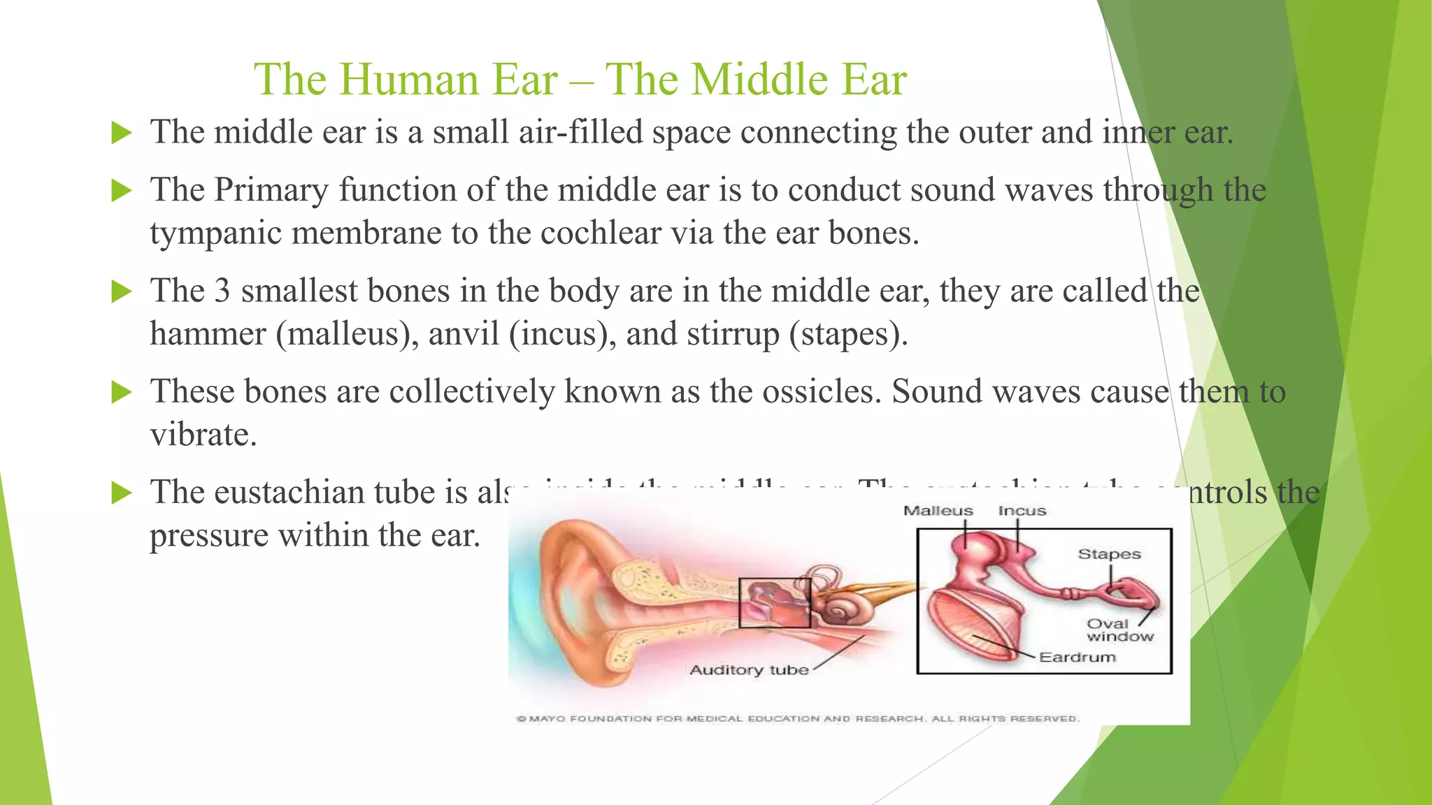 The Structure & Function of the Human Ear.pptx