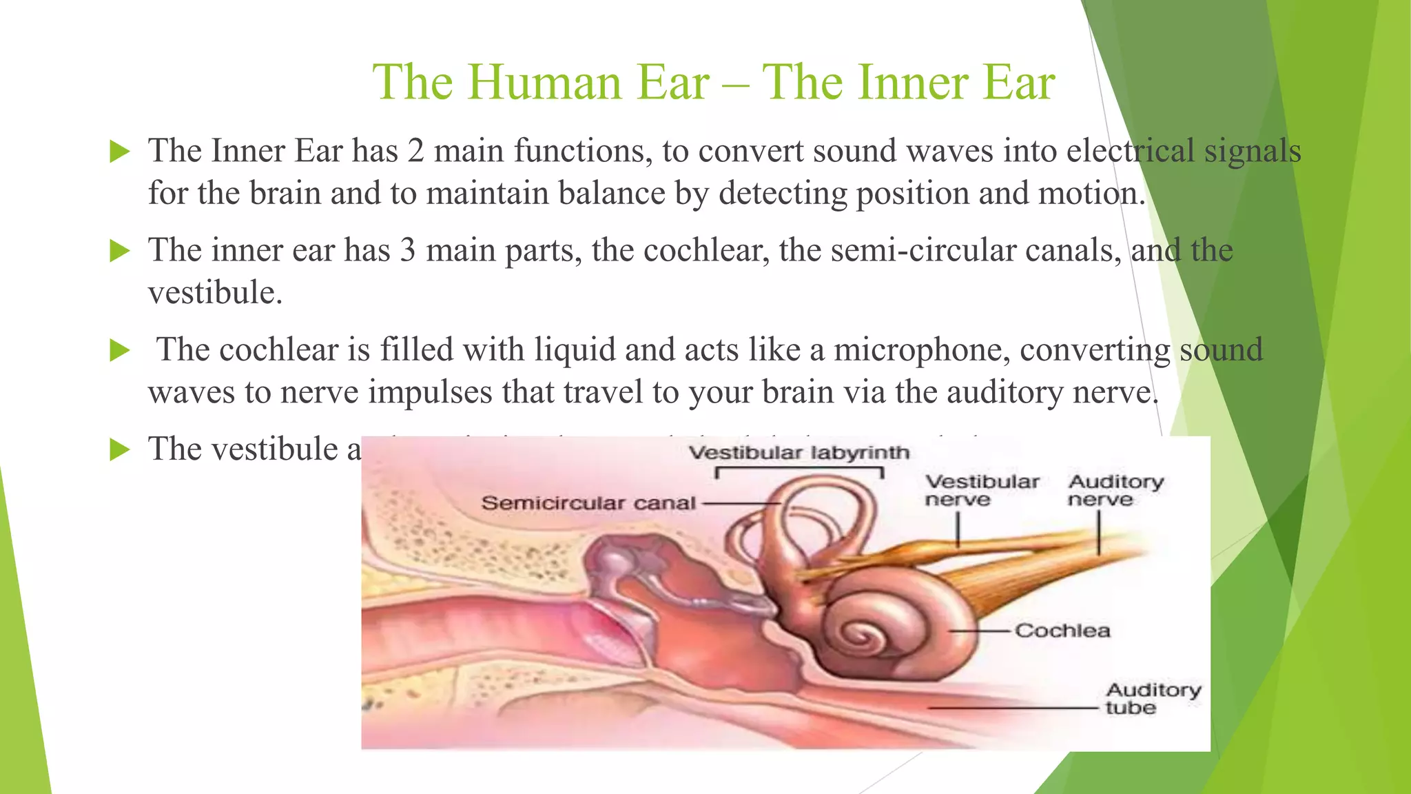 The Structure & Function of the Human Ear.pptx