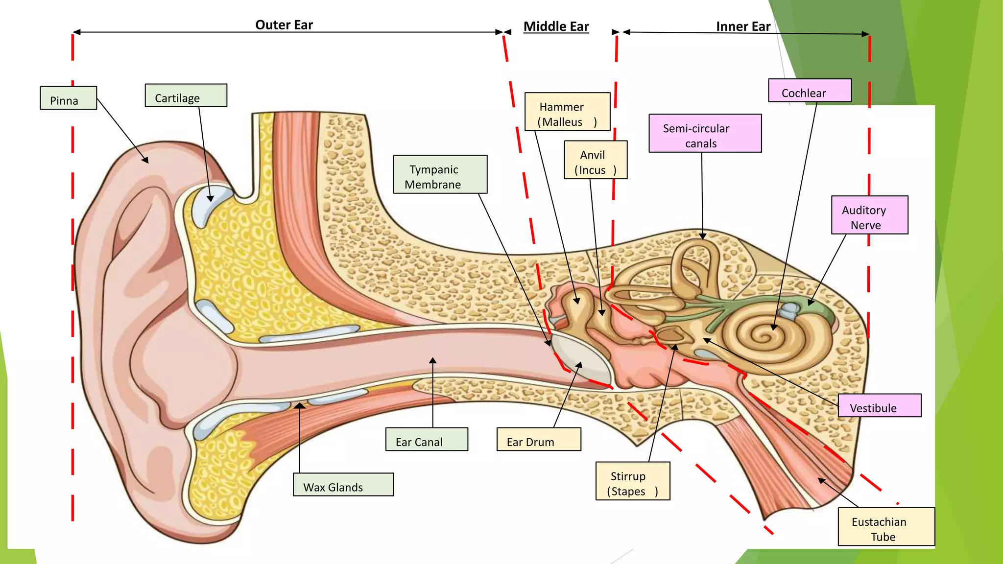 The Structure & Function of the Human Ear.pptx