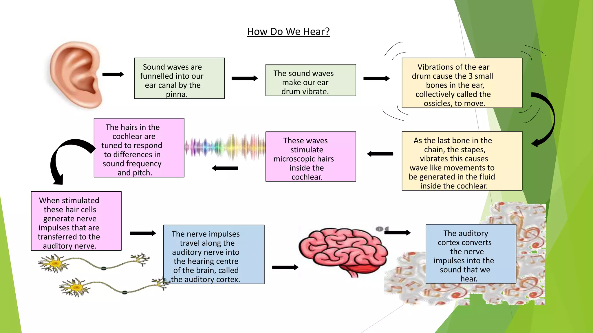 The Structure & Function of the Human Ear.pptx