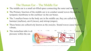 The Structure & Function of the Human Ear.pptx