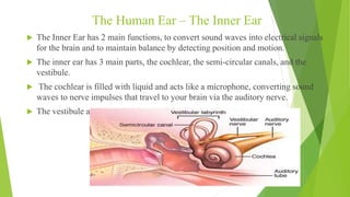 The Structure & Function of the Human Ear.pptx