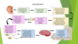 The Structure & Function of the Human Ear.pptx