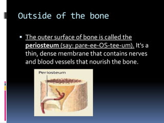 The structure of a bone and what it | PPTX