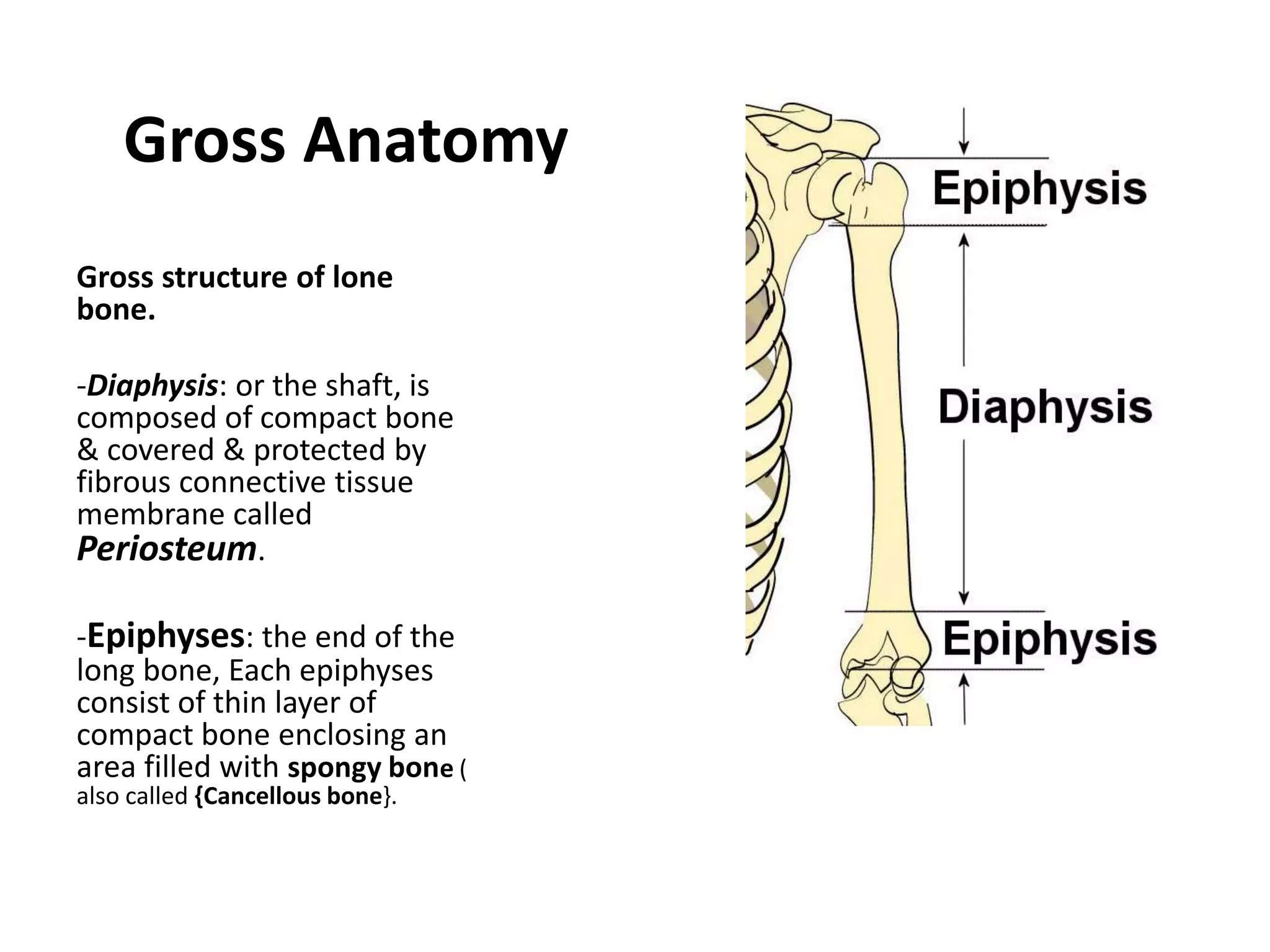structure of bone | PPTX