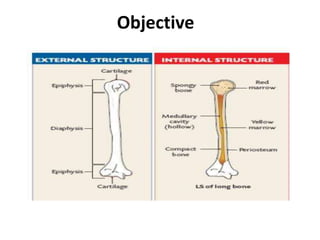 structure of bone | PPTX