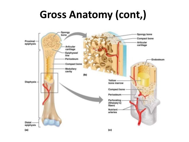 structure of bone