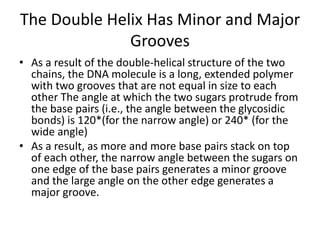 The Structure of DNA.pptx