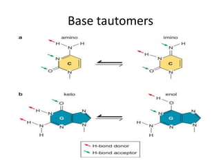 The Structure of DNA.pptx