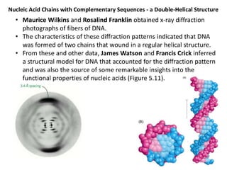 The structure of dna and genome ogranization | PPTX