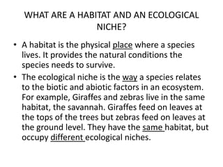 The structure of ecosystems.theory | PPTX | Geography | Science