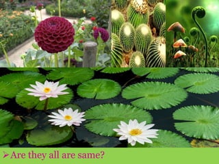 The structure of green plants | PPT