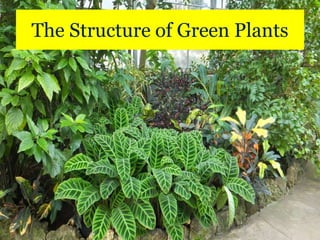 The structure of green plants | PPT