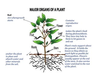 The structure of green plants | PPT