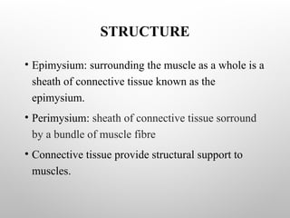 The structurdddddddddddddddde of muscle.pptx