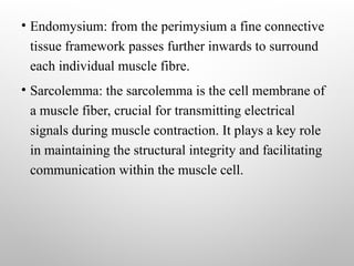 The structurdddddddddddddddde of muscle.pptx