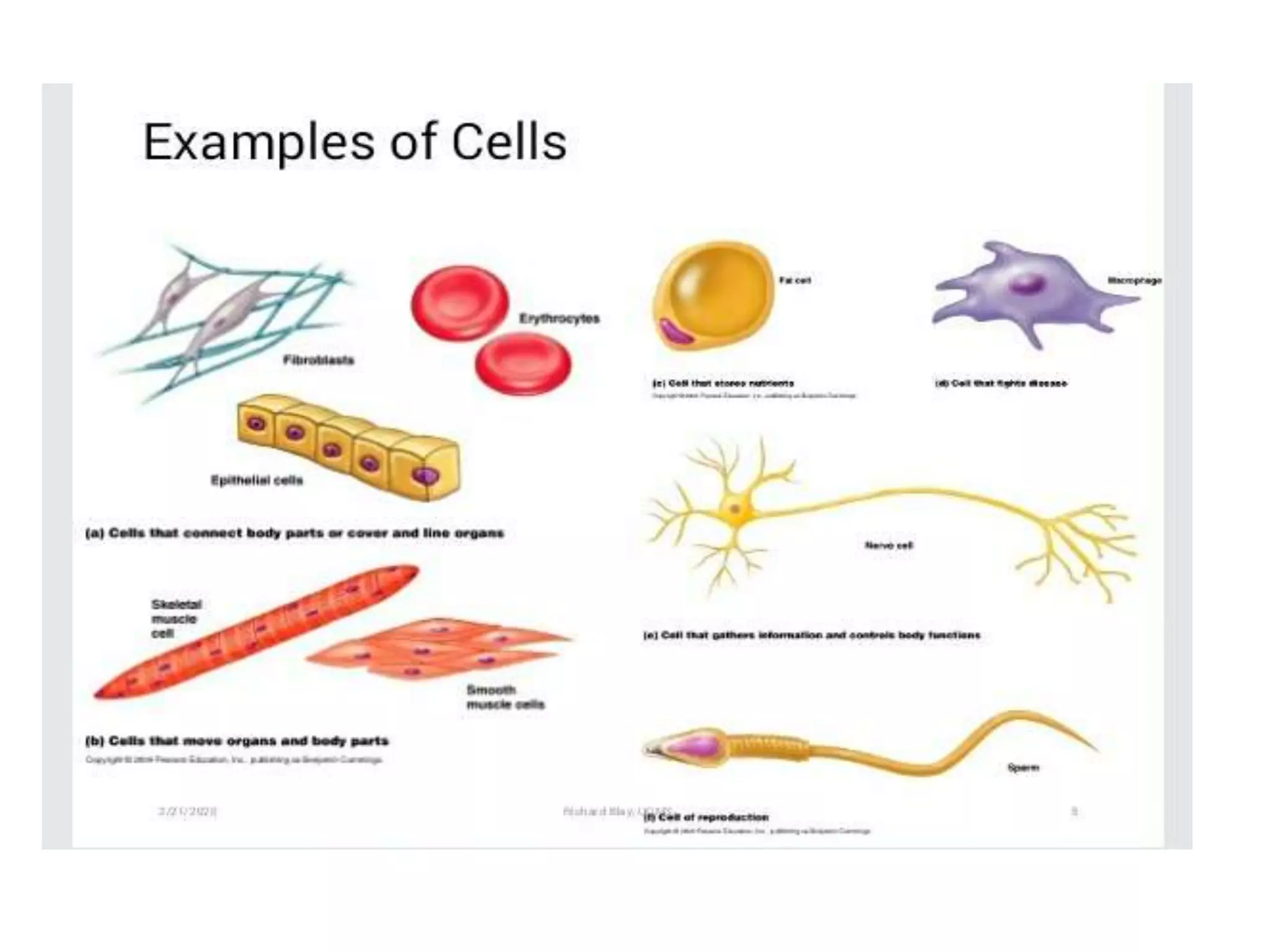 The structure of the cell.pptx
