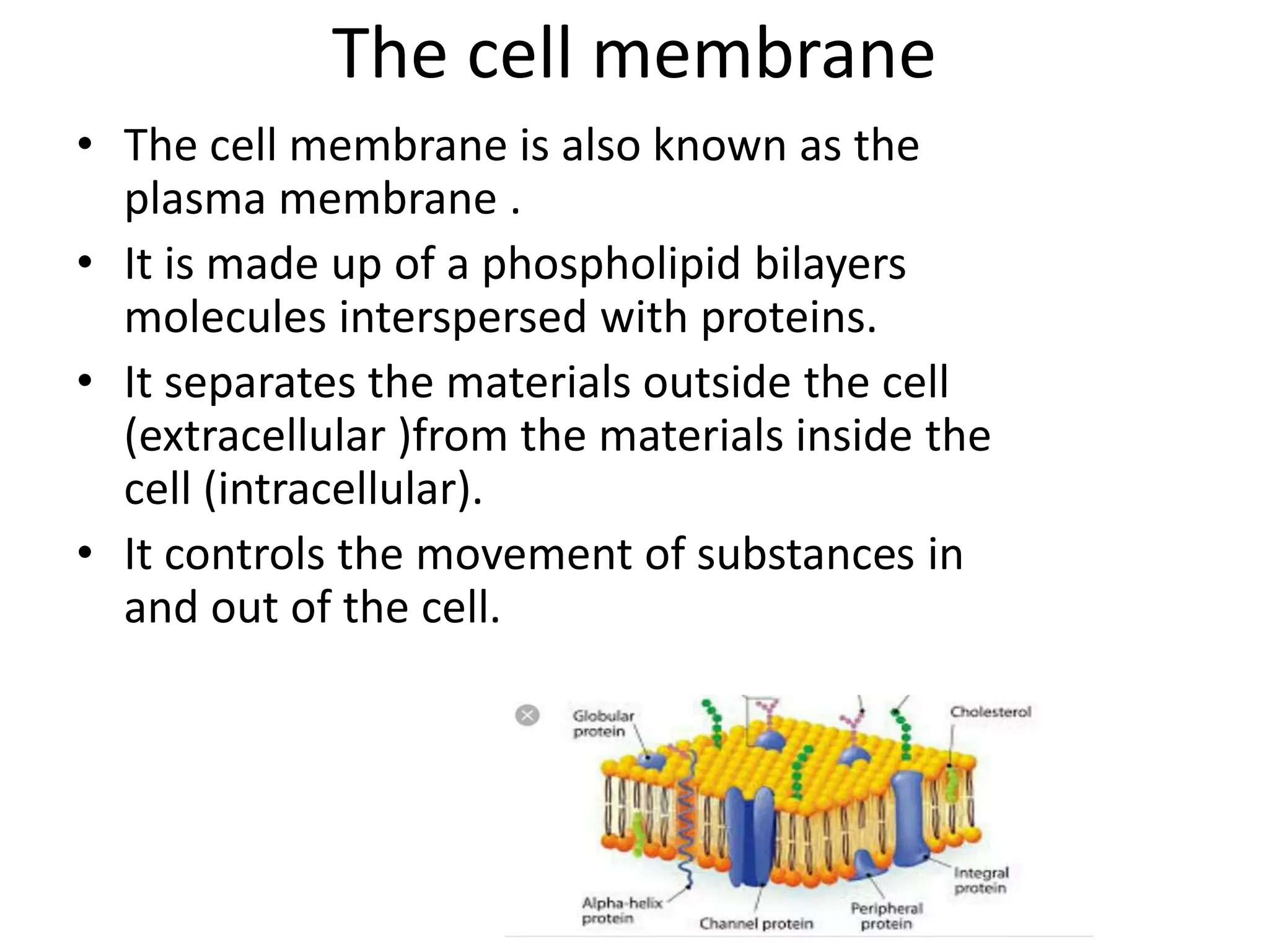 The structure of the cell.pptx