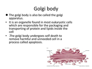 The structure of the cell.pptx