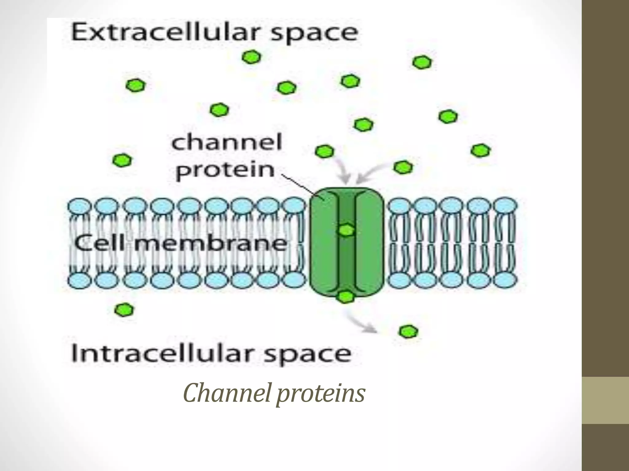 THE STRUCTURE OF THE CELL MEMBRANE.pptx