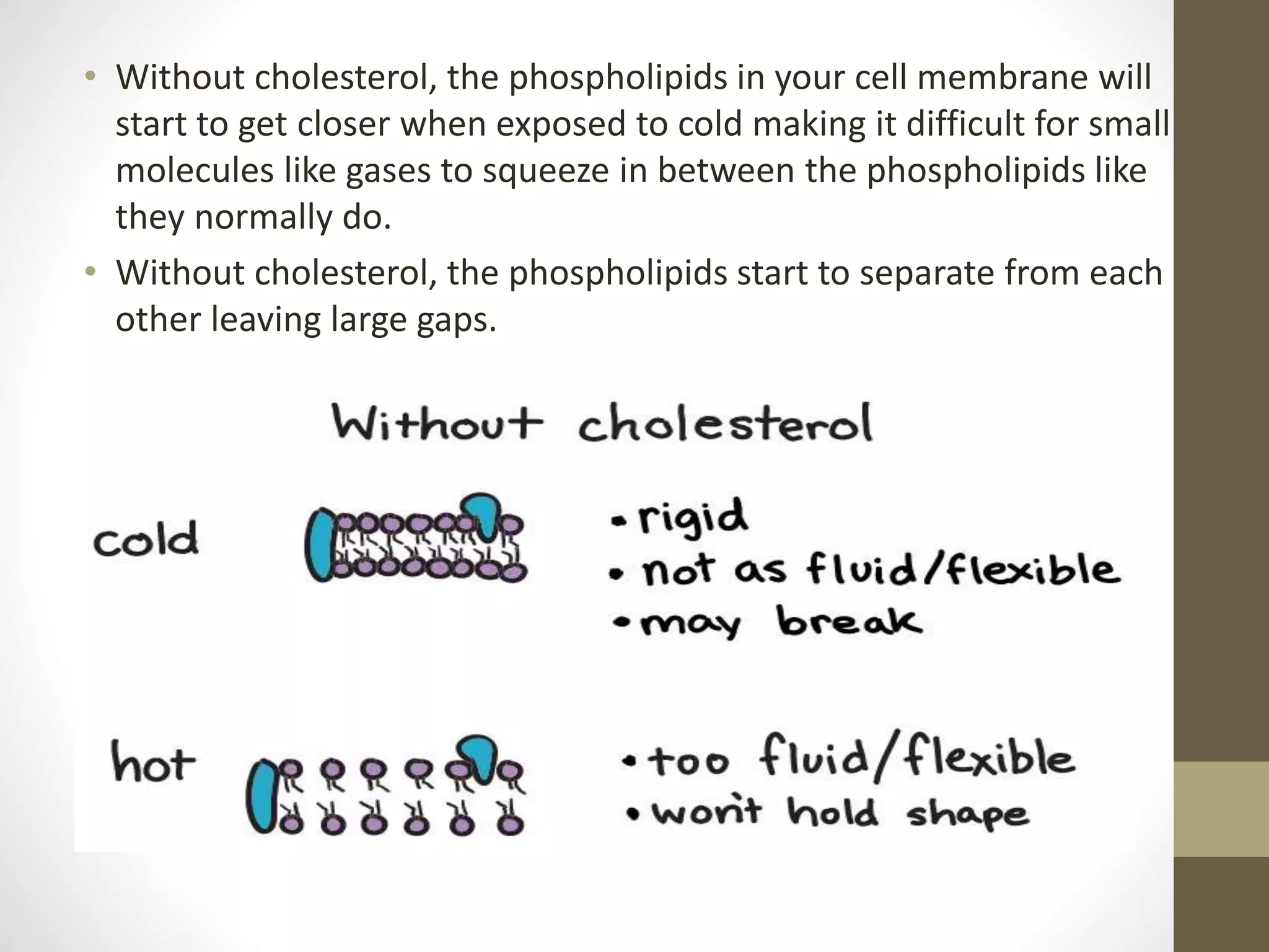 THE STRUCTURE OF THE CELL MEMBRANE.pptx