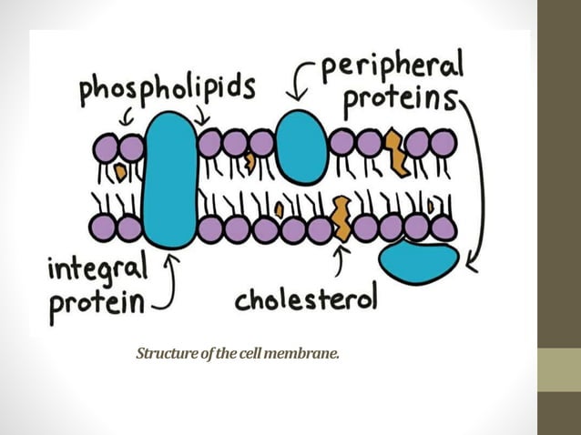 THE STRUCTURE OF THE CELL MEMBRANE.pptx