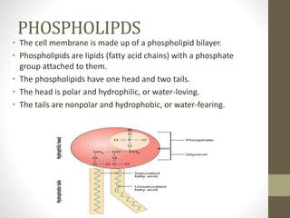 THE STRUCTURE OF THE CELL MEMBRANE.pptx