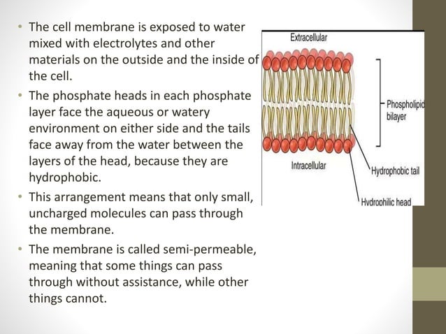 THE STRUCTURE OF THE CELL MEMBRANE.pptx