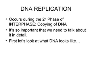 Basics of DNA Replication | PPT