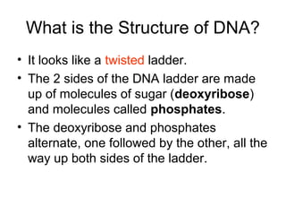 Basics of DNA Replication | PPT