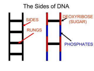 Basics of DNA Replication | PPT