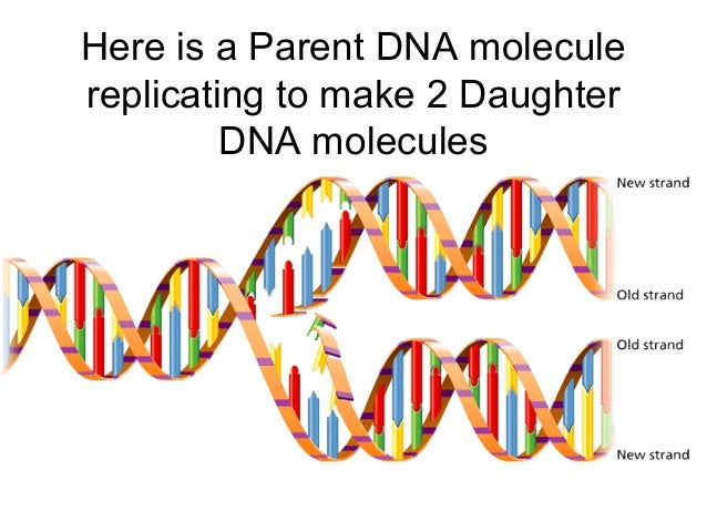 Basics of DNA Replication