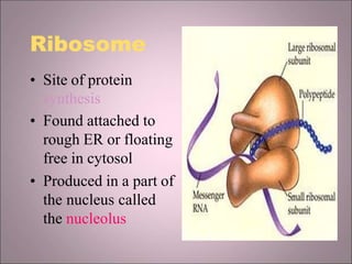 thestructuresofplantandanimalcell-160517090639.pptx