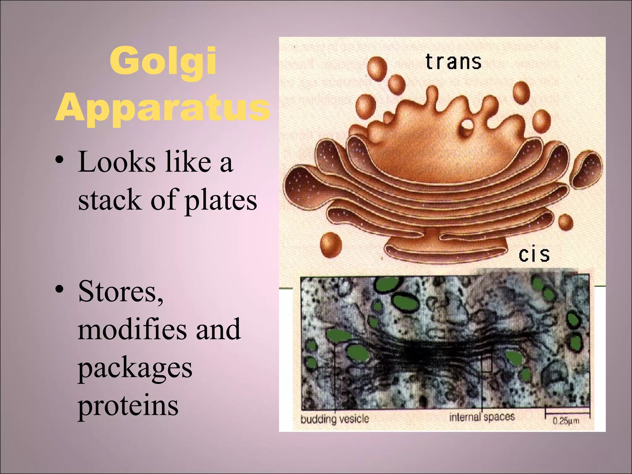 The Structures & Functions of Plant and Animal Cell | PPT